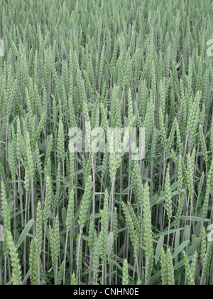 Wheat growing in field Stock Photo - Alamy