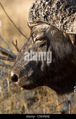 Close-up headshot of an African buffalo staring directly into the ...