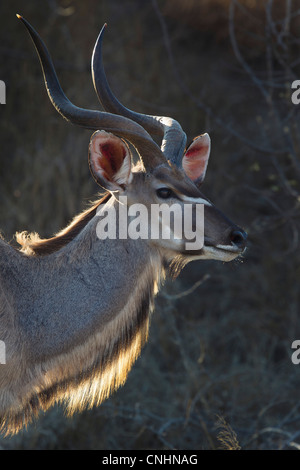 Profile head and shoulders of wild male Australian King Parrot ...