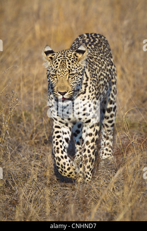 A Leopard walking in the grass in the Sabi Sand Game Reserve, South ...