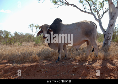 Brahman Cattle Female