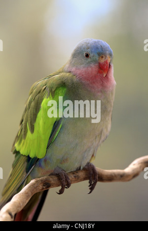 Princess Parrot (Polytelis alexandrae) adult, perched on log, Red ...