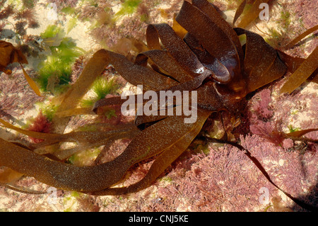 Furbelows Saccorhiza polyschides a brown seaweed showing the ...