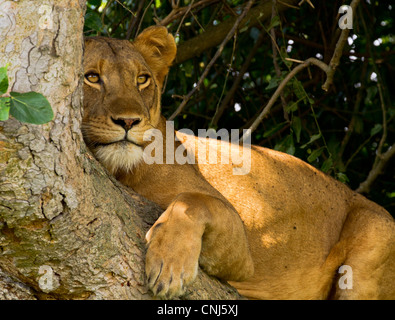 Tree climbing lion in Ishasha, Queen Elizabeth National Park, Uganda ...