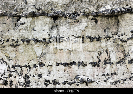 flint and chalk Stock Photo - Alamy
