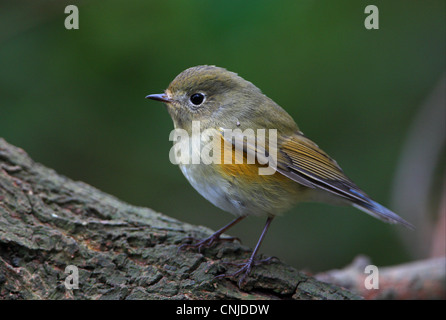 plumage, robin, orange, red, winter, cold, eye, organ, beak, snowfall ...
