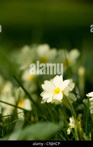 Plants, Flowers, Primula vulgaris, Lemon yellow flowers of the Common ...