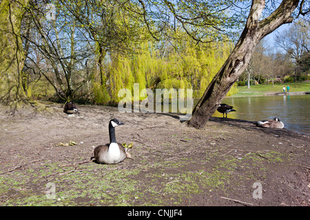 Canada Geese Seen in Hanley Park Stoke on Trent Stock Photo - Alamy