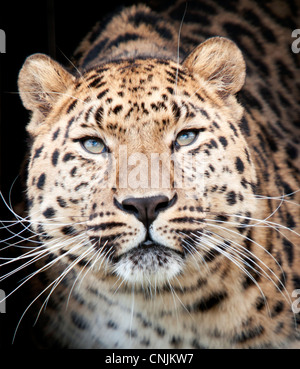 Male Amur leopard looking towards camera Stock Photo - Alamy