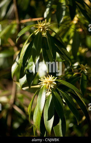 Illicium simonsii in flower Stock Photo - Alamy