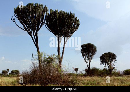 Savanna with candelabra tree (Euphorbia candelabrum) termite mounds ...