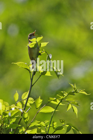 Blunt-winged Warbler (Acrocephalus concinens) adult, perched on reed ...