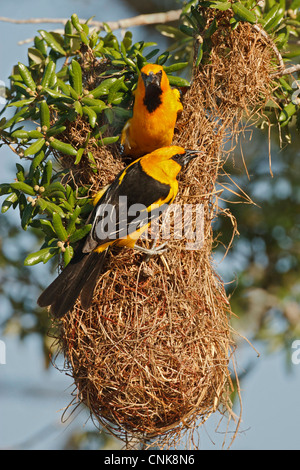 North America, USA, Texas, Cameron Co., San Benito, Altamira Oriole ...
