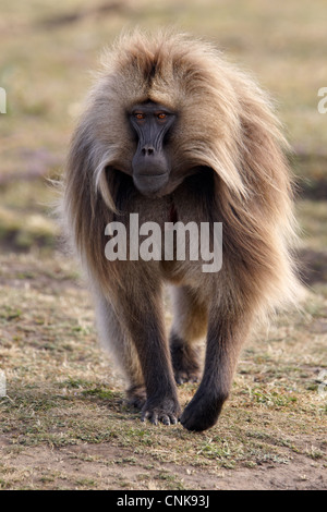 Gelada (Theropithecus gelada) adult male, in 'lip-flip' threatening ...