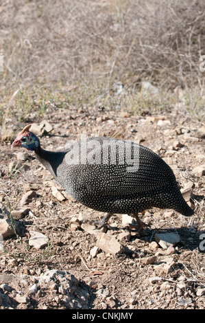 Guinea Fowl Native to Africa Stock Photo - Alamy