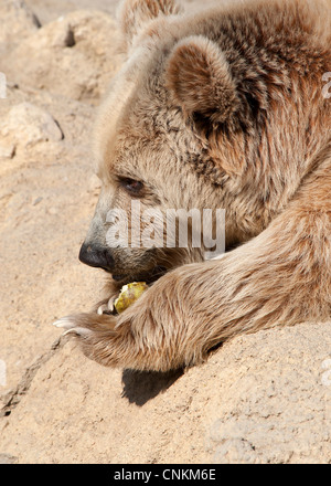 Close up of a Brown Bear eating a pear in the sunshine Stock Photo - Alamy