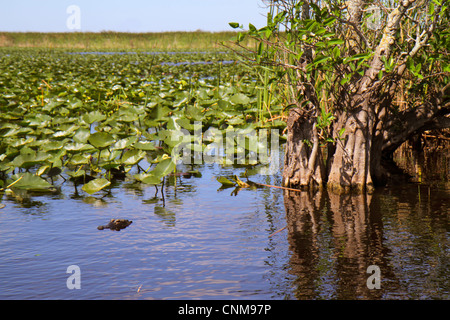 Pond apple trees, Annona glabra, in the Everglades National Park, along ...
