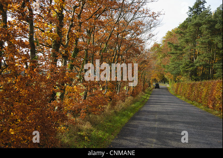 A common beech hedge in autumn (Fagus sylvatica), with Himalayan Stock ...