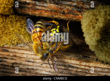 Honey bee defending the hive against wasp attack Stock Photo - Alamy