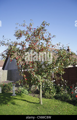 Ornamental Crabapple (Malus x robusta) 'Red Sentinal', close-up of ...