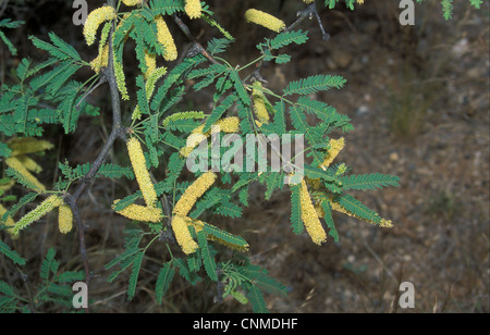 Screwbean mesquite or Tornillo (Prosopis pubescens) corkscrew pods ...