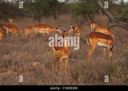 Small herd female impala (Aepyceros melampus) browsing on green leaves ...