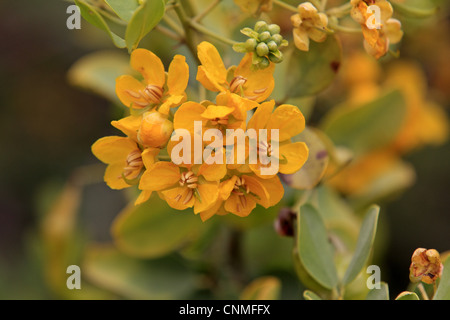 Oval-leaved Cassia (Senna artemisioides) close-up of flowers and leaves ...