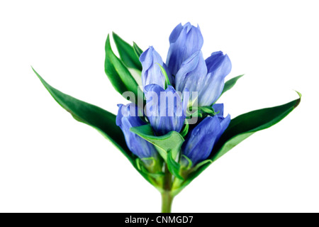 Stemless Gentian Flower Isolated White Background Stock Photo - Alamy