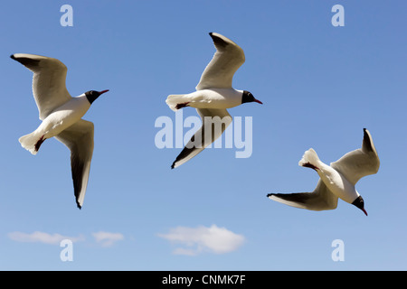 Three phases of flight birds gulls in the blue sky - up, right and down ...