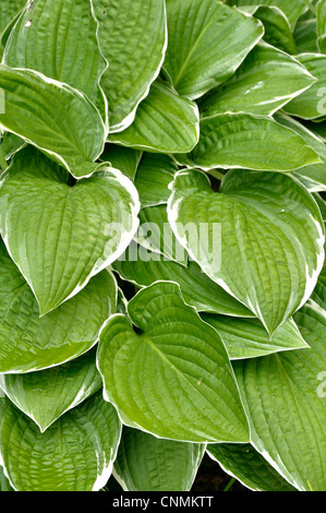 Hosta crispula in june Stock Photo - Alamy