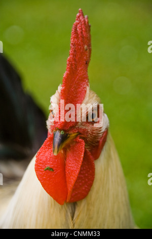 Farm animal. Close-up of cockerel's head Stock Photo - Alamy