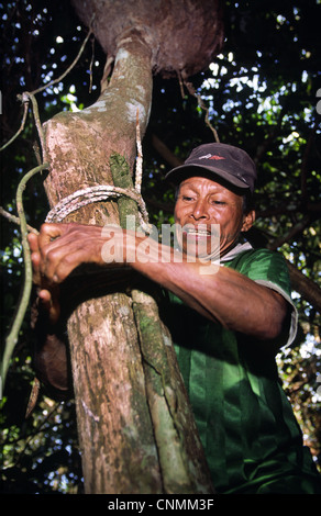 Matsés Indian man climbing tree to set animal trap. Chobayacu river ...