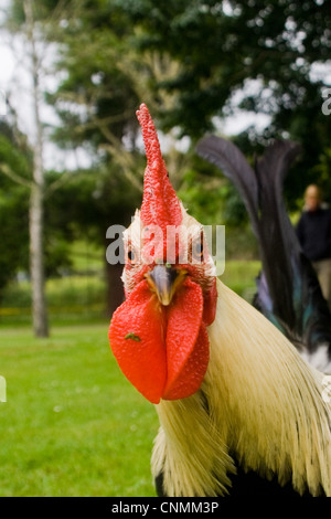 Farm animal. Close-up of cockerel's head Stock Photo - Alamy