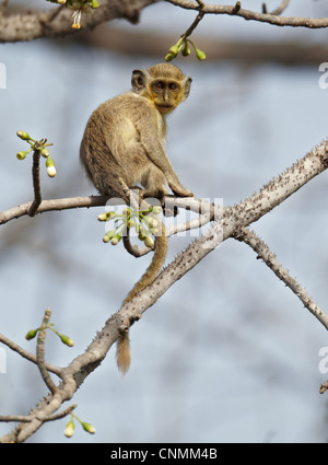 Callithrix Monkey Cercopithecus sabaeus young pollen on face feeding on ...