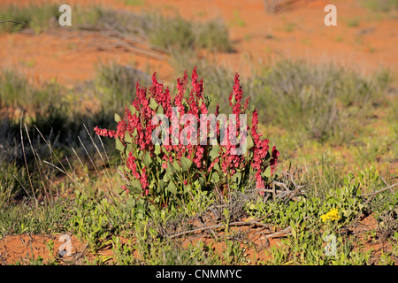 Ruby Dock or Rosy Dock (Rumex vesicarius, formally Acetosa vesicaria ...