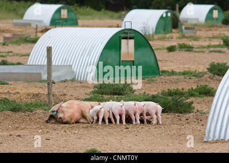 Pig farming, arcs on outdoor pig unit near to town houses, near Retford ...