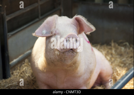 Domestic Pig Welsh boar 'Bramblebee Ted 91' sitting straw bedding pen ...