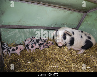 Sow of old English breed of pig. From David Low 'Domestic Animals of ...