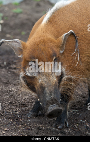 Red River Hog (Potamochoerus porcus) pair, native to Africa Stock Photo ...