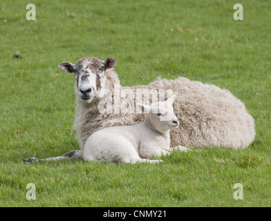 Domestic Sheep, Mule ewe with Texel cross triplet lambs, in pasture ...