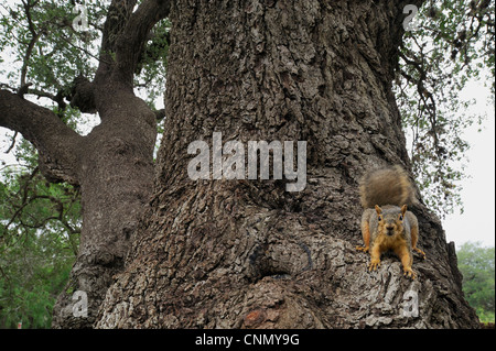 Fox squirrel (Sciurus niger), South Carolina Stock Photo: 28993741 - Alamy