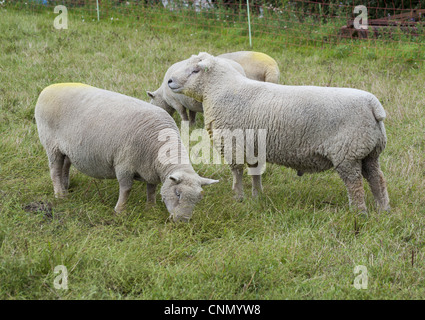 Domestic Sheep, Southdown ram and ewes, with raddle dye on chest ...