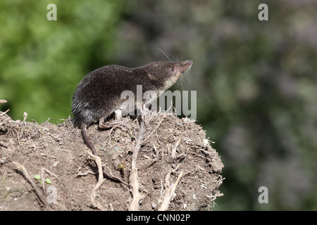 Water Shrew Neomys fodiens Standing on hind legs showing belly Stock ...