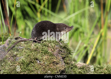 Water Shrew Neomys fodiens Standing on hind legs showing belly Stock ...