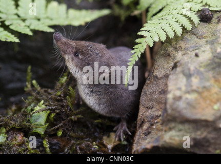 Water Shrew Neomys fodiens Standing on hind legs showing belly Stock ...