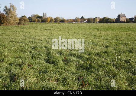 View of commonland reserve, The Carnser, Mellis Common, Mellis, Suffolk ...