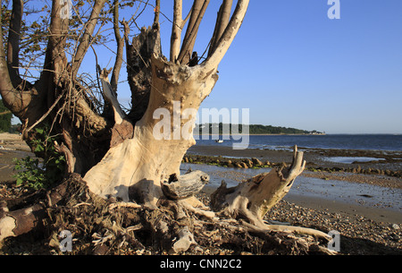 Tree stumps on beach with incoming tide, Bembridge, Isle of Wight ...