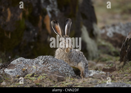 Ethiopian highland hare (Lepus starcki), Bale Mountains, Ethiopia Stock ...