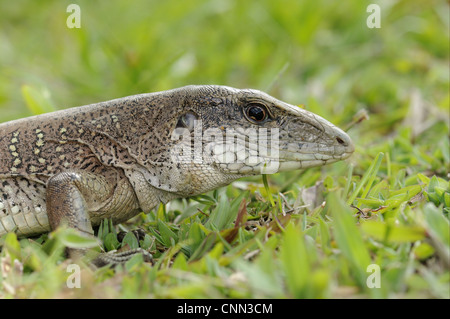 Giant Ameiva (Ameiva ameiva) adult male, in breeding colours Stock ...