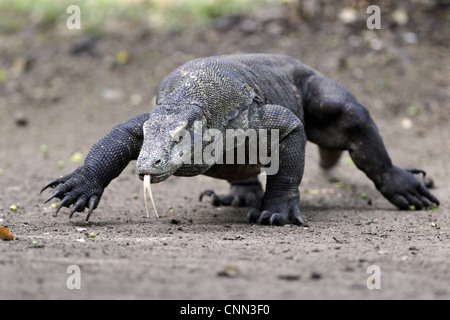 Komodo Dragon Varanus komodensis adult walking drooling saliva Komodo ...